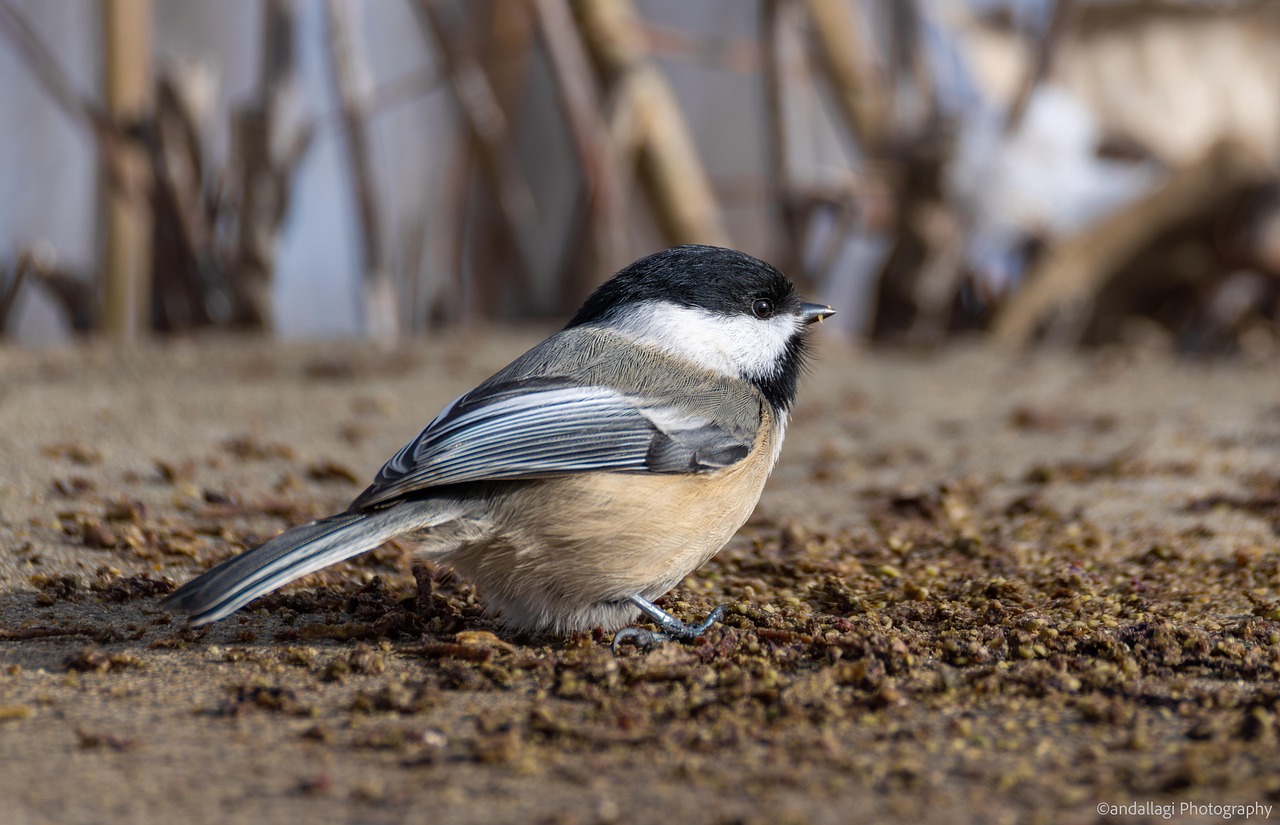 Bird Wildlife - Free photo on Pixabay