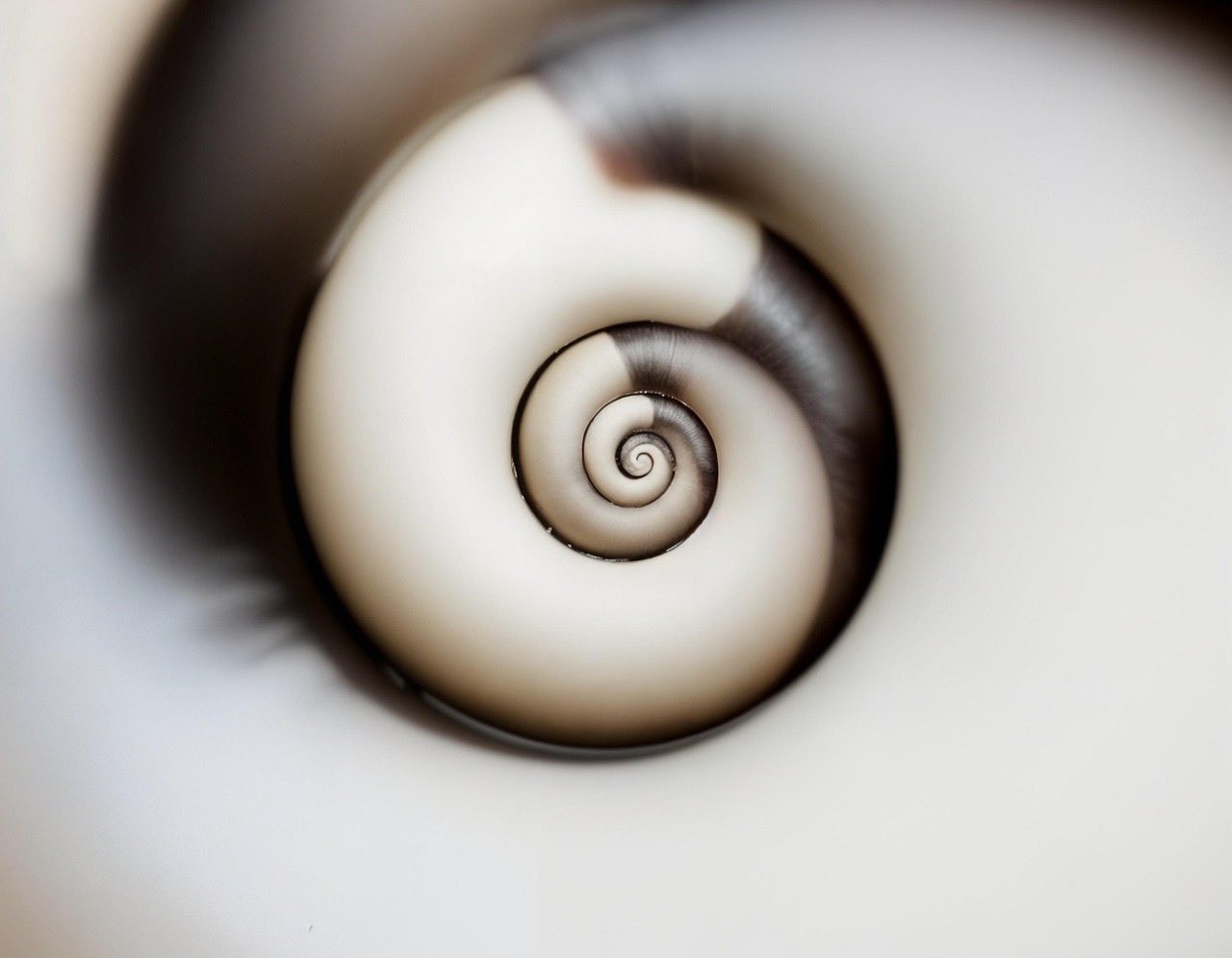 Download Snail, Nature, Shell. Royalty-Free Stock Illustration Image ...