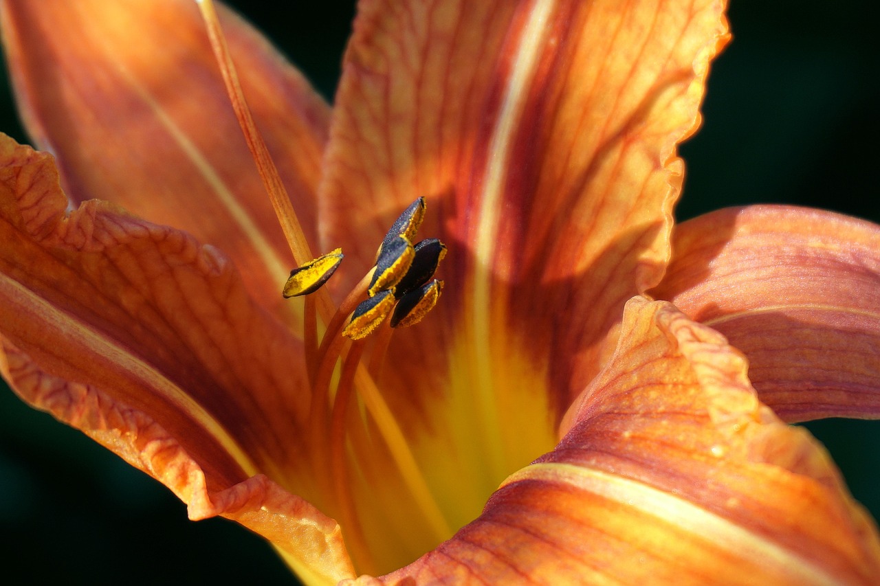 Plus de 4 000 images de Lys et de Nature - Pixabay