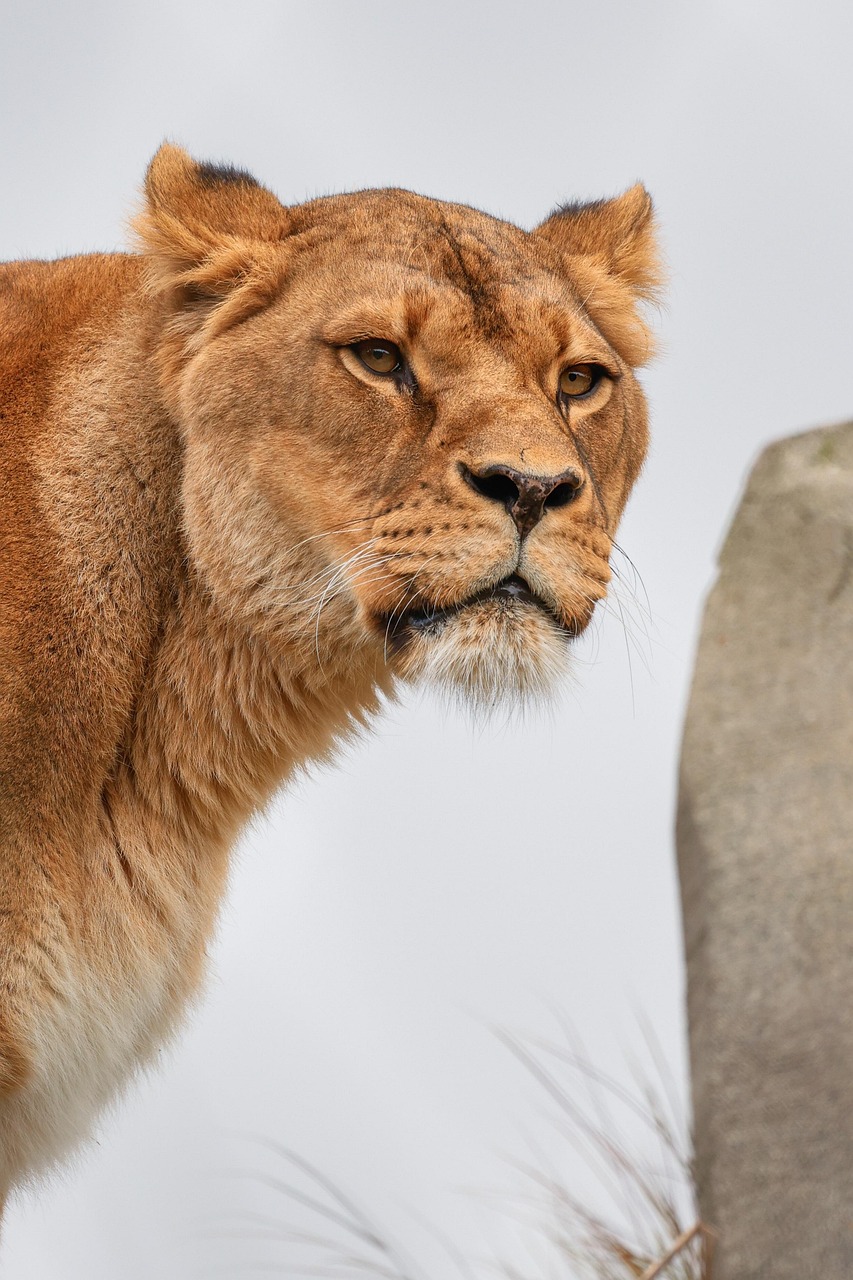 Lion Big Cat Animal - Free photo on Pixabay