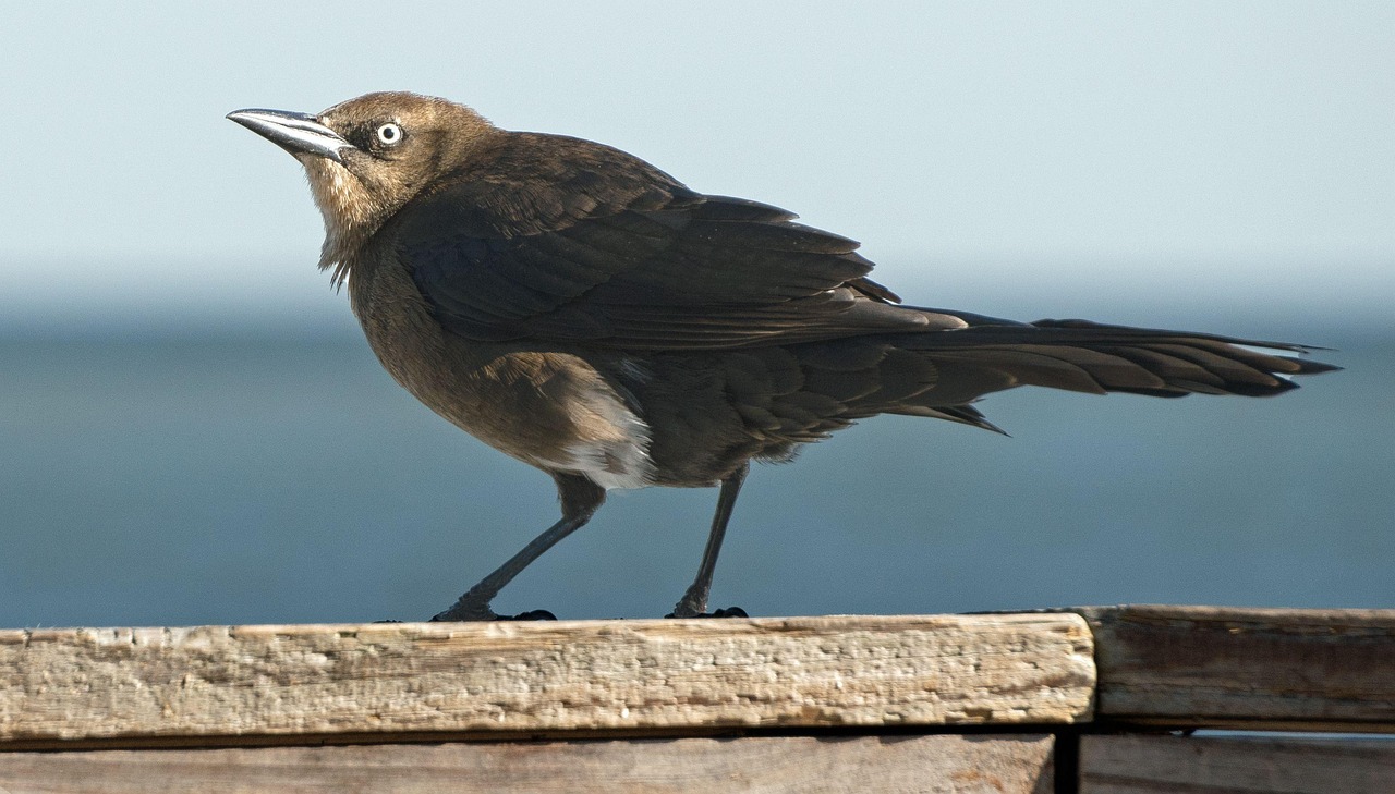 Great-Tailed Grackle Bird - Free photo on Pixabay
