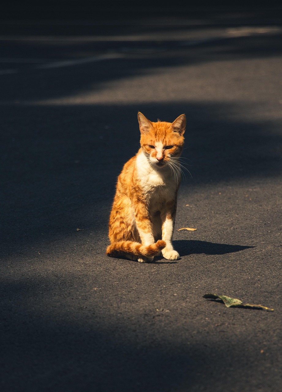 Cat Animal Pets - Free photo on Pixabay