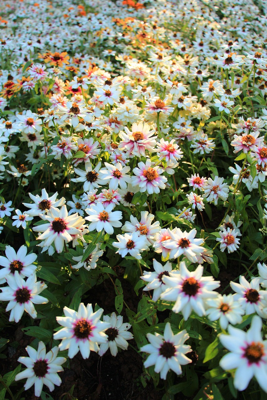 Sea Of Flowers Natural Flower - Free photo on Pixabay