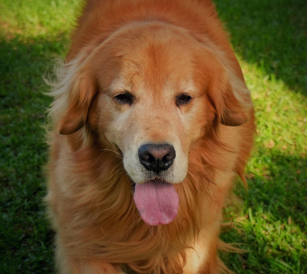 Dog Pet Animal - Free photo on Pixabay