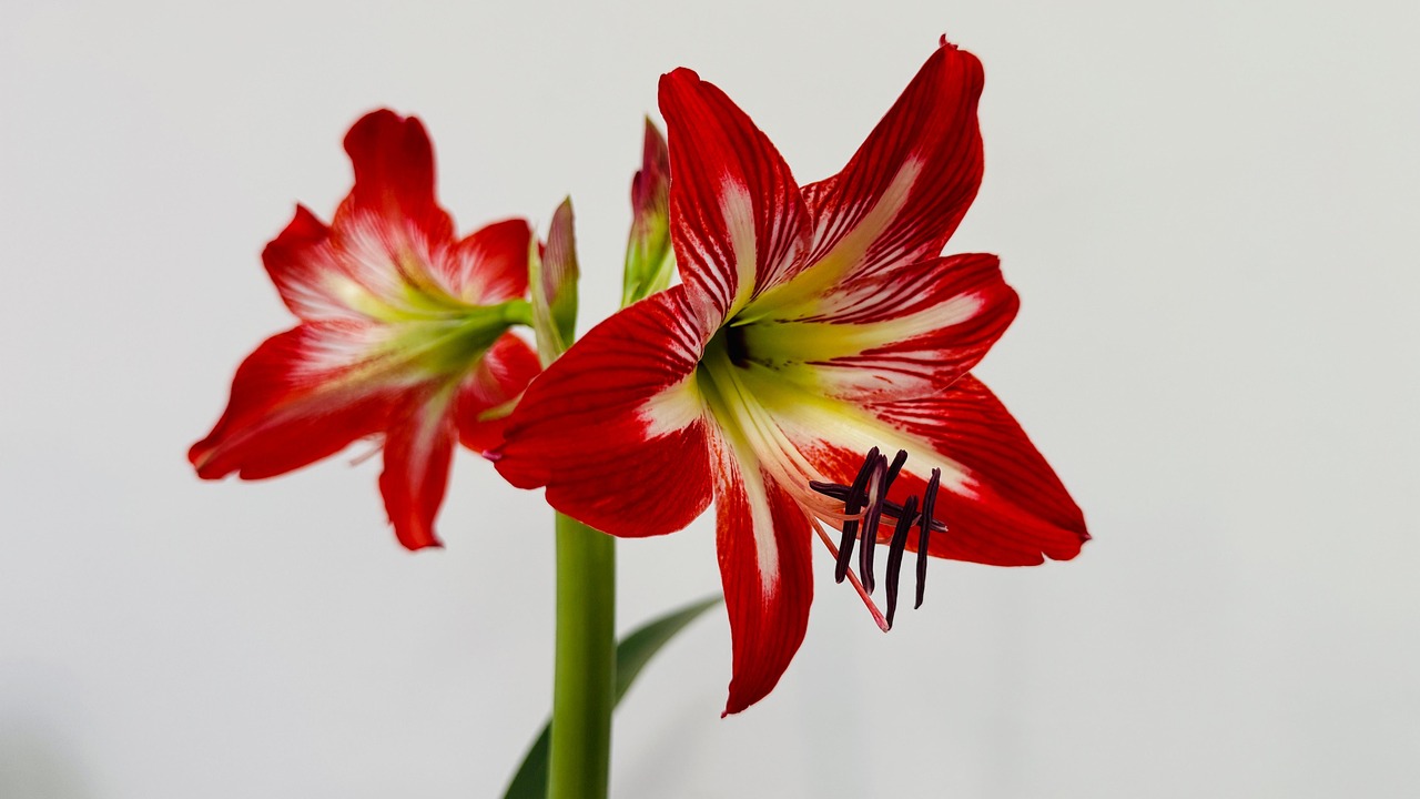 Flowers Stamen Petal In Full - Free photo on Pixabay