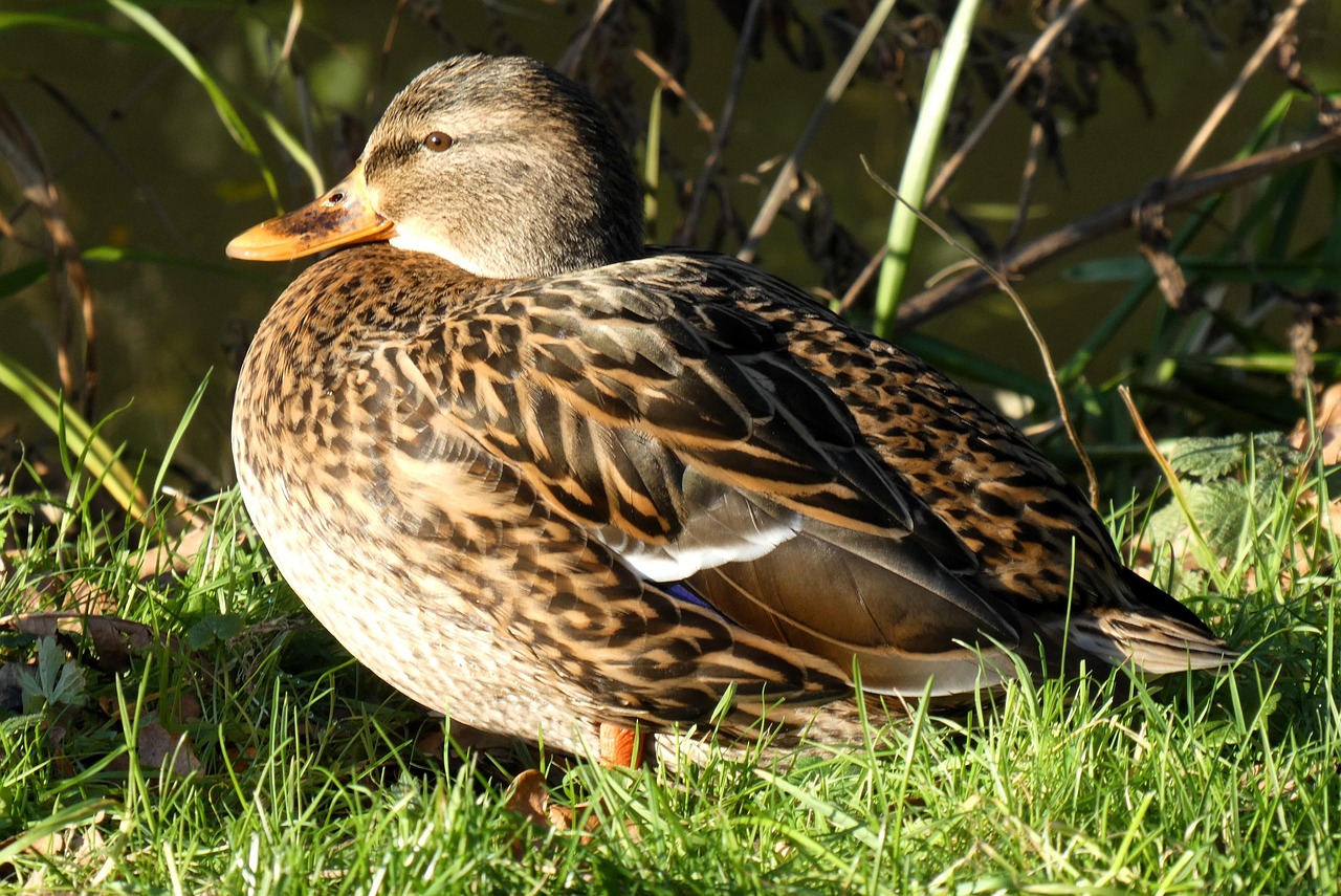 Duck Bird Animal - Free photo on Pixabay