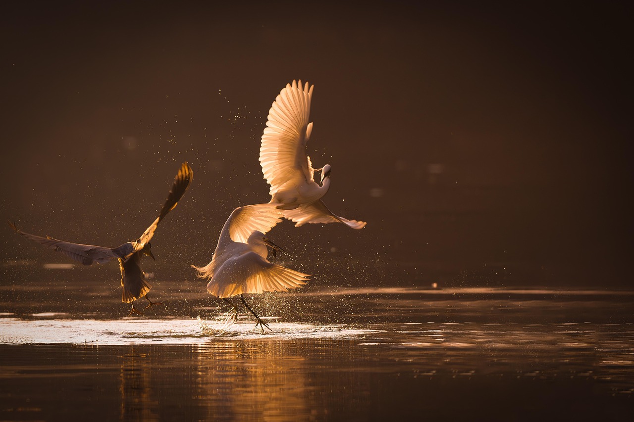 Bird Ornithology Feathers - Free photo on Pixabay