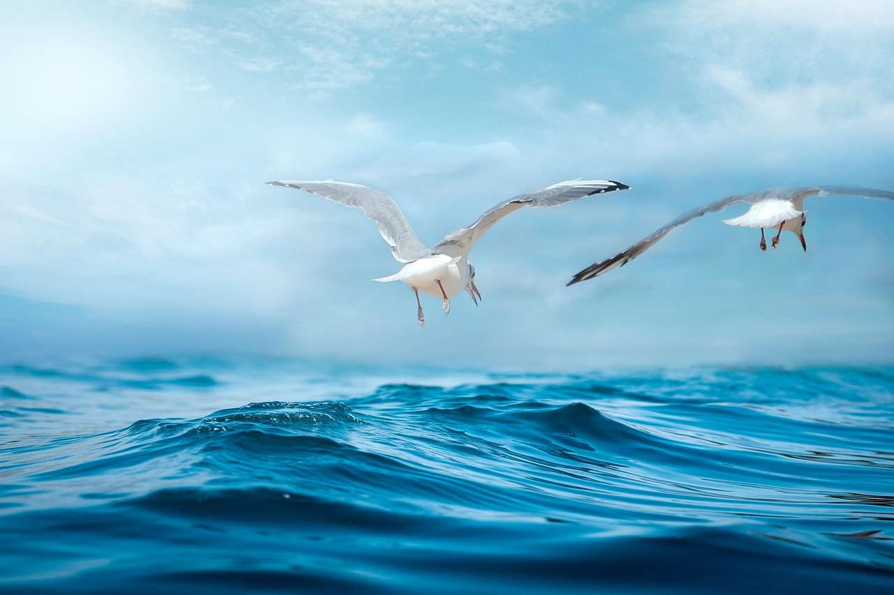 Seagulls Marine Sea - Free photo on Pixabay