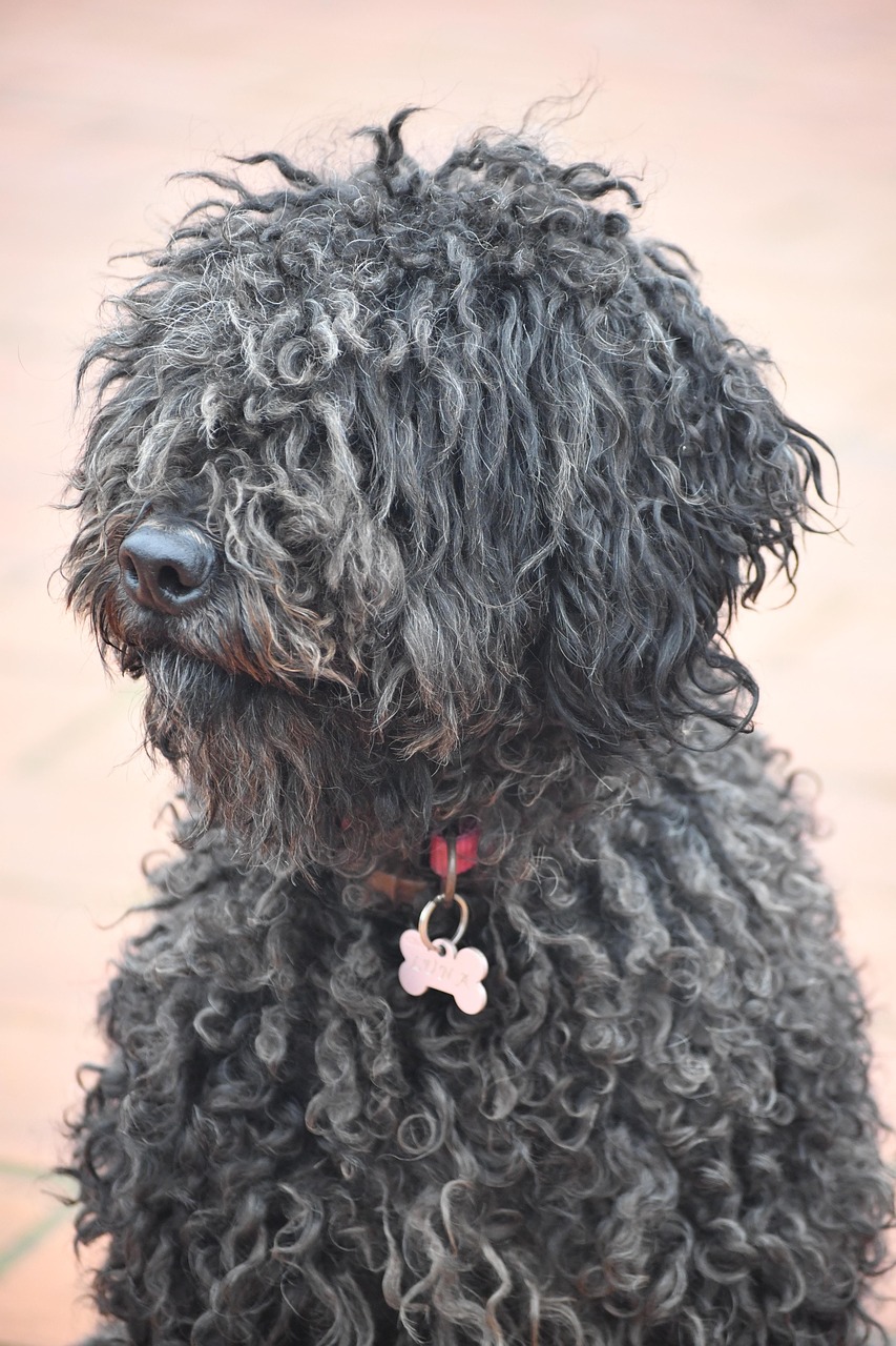 Dog Pet Puppy - Free photo on Pixabay