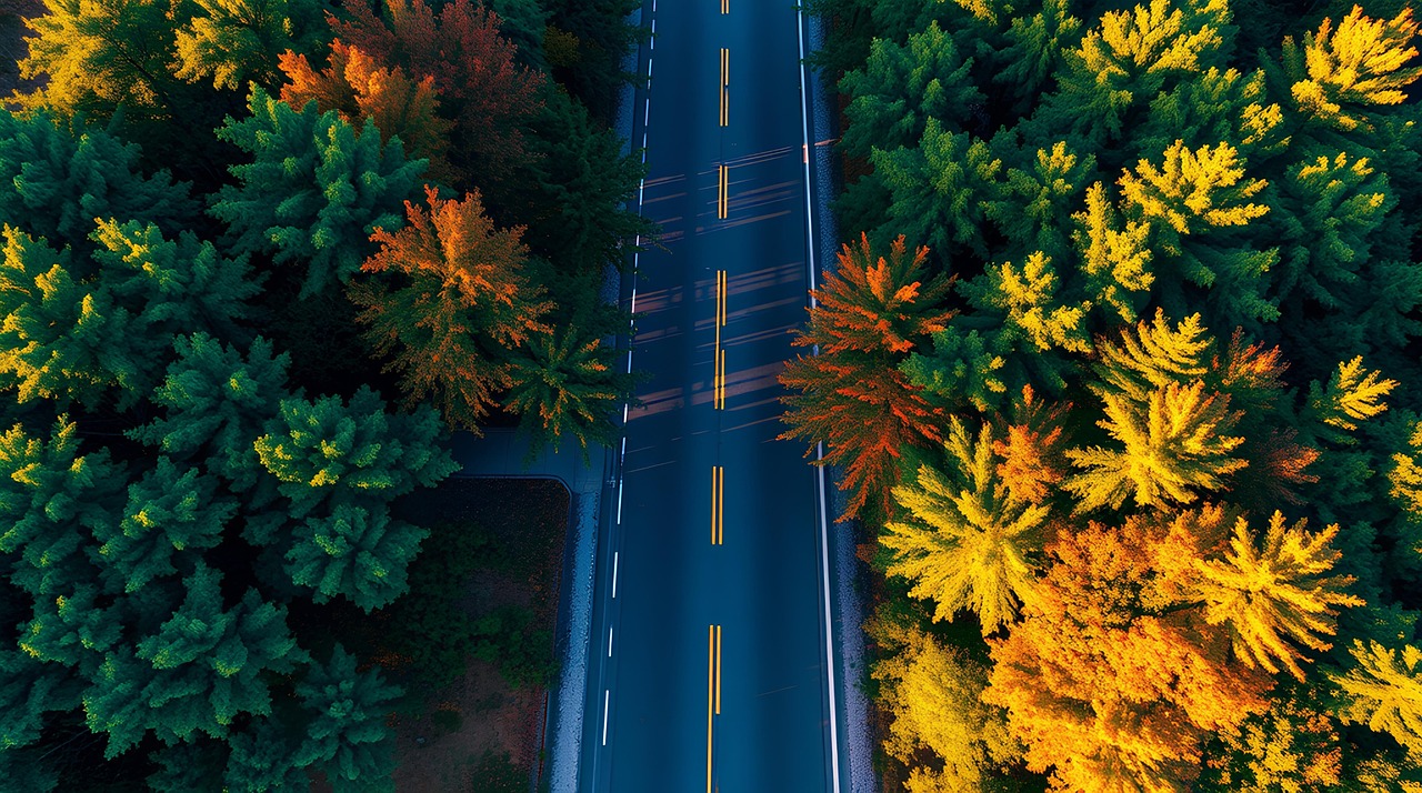 Download Aerial View, Road, Tall Trees. Royalty-Free Stock Illustration ...
