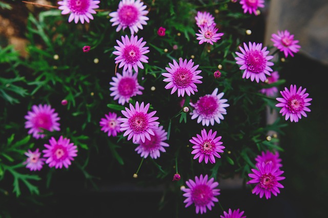 Pink Flowers Plants - Free photo on Pixabay