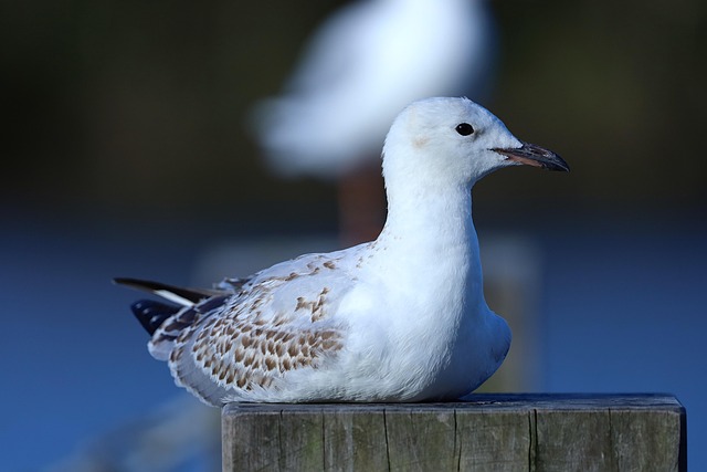 Gull Bird Animal - Free photo on Pixabay