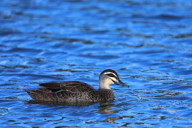 Duck Nature Wildlife - Free photo on Pixabay