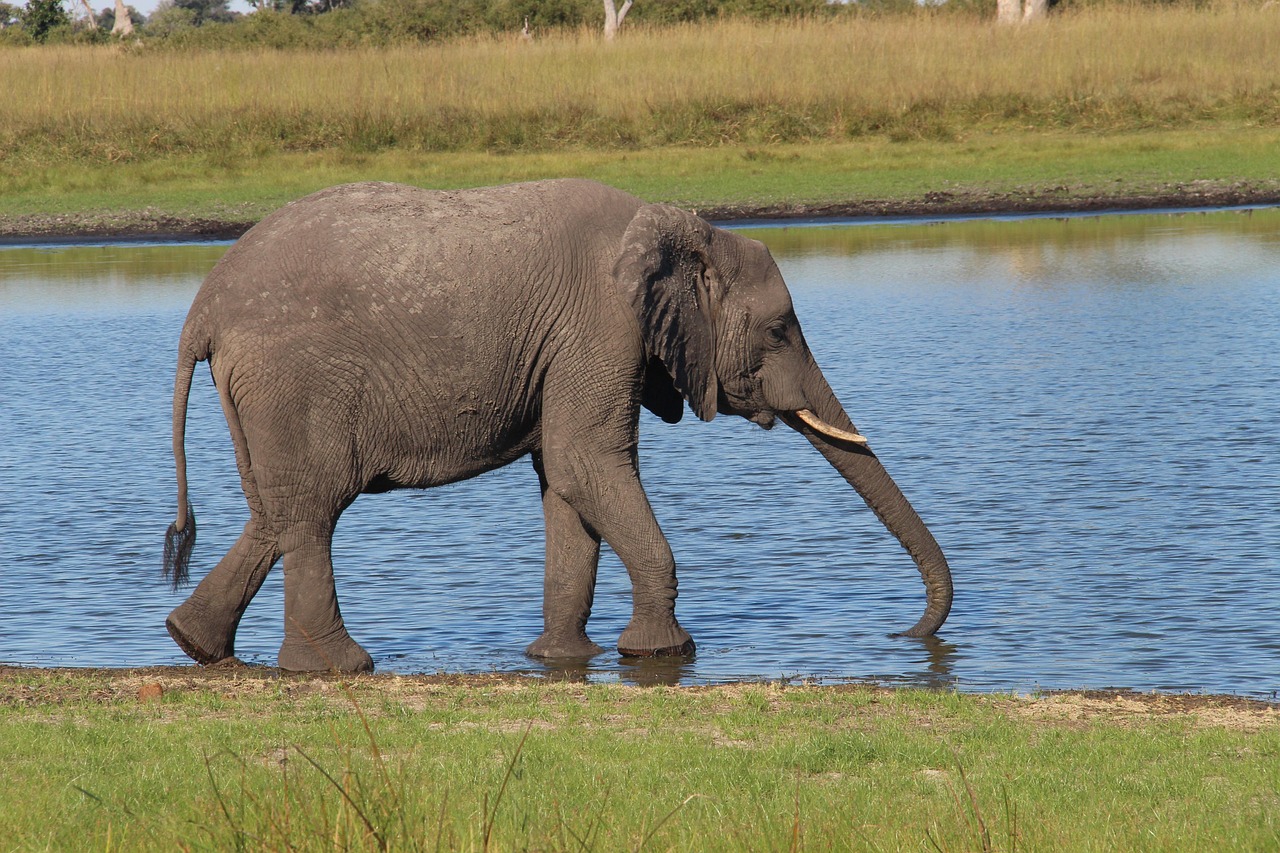 Afrique Safari Éléphant - Photo gratuite sur Pixabay