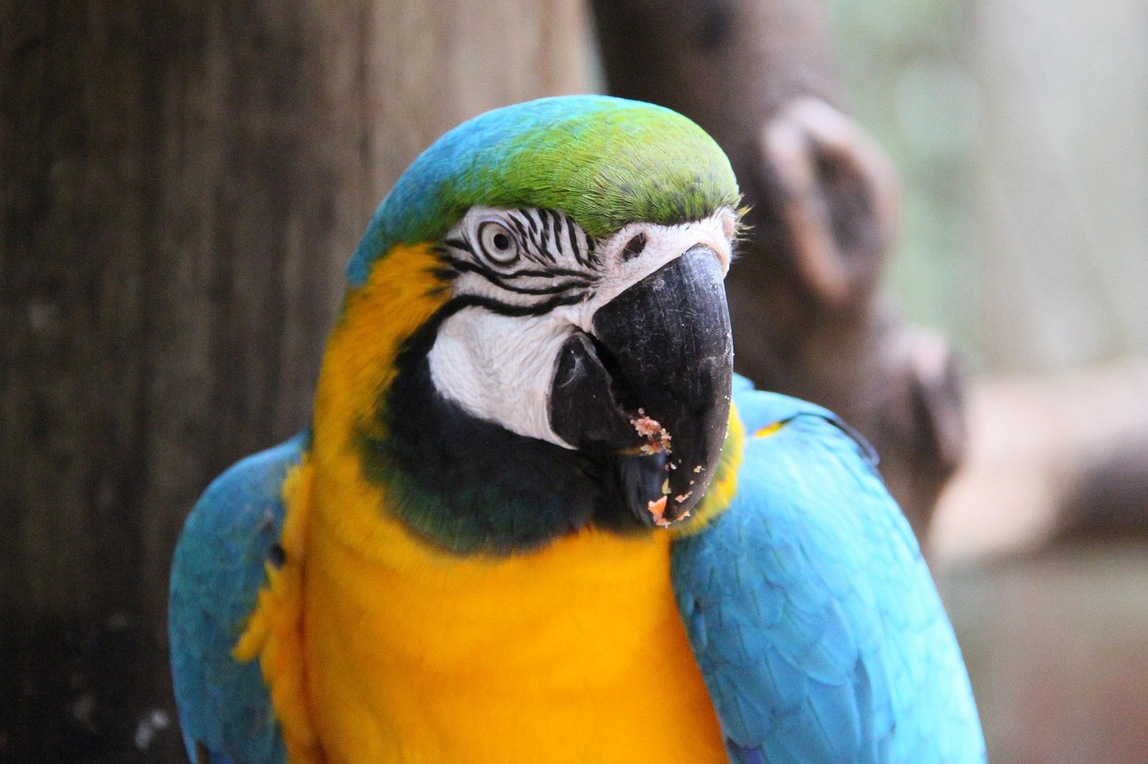Bird Macaw Parrot - Free photo on Pixabay