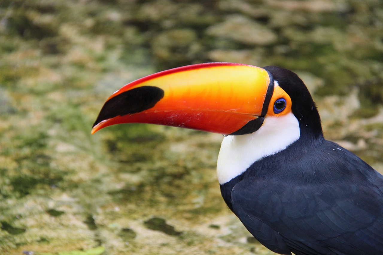 Sitemapcdatahttpsfoowindecoocommaillot Bresil Oiseau