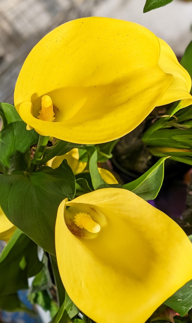 Lily Flower Plant Free Photo On Pixabay 6891