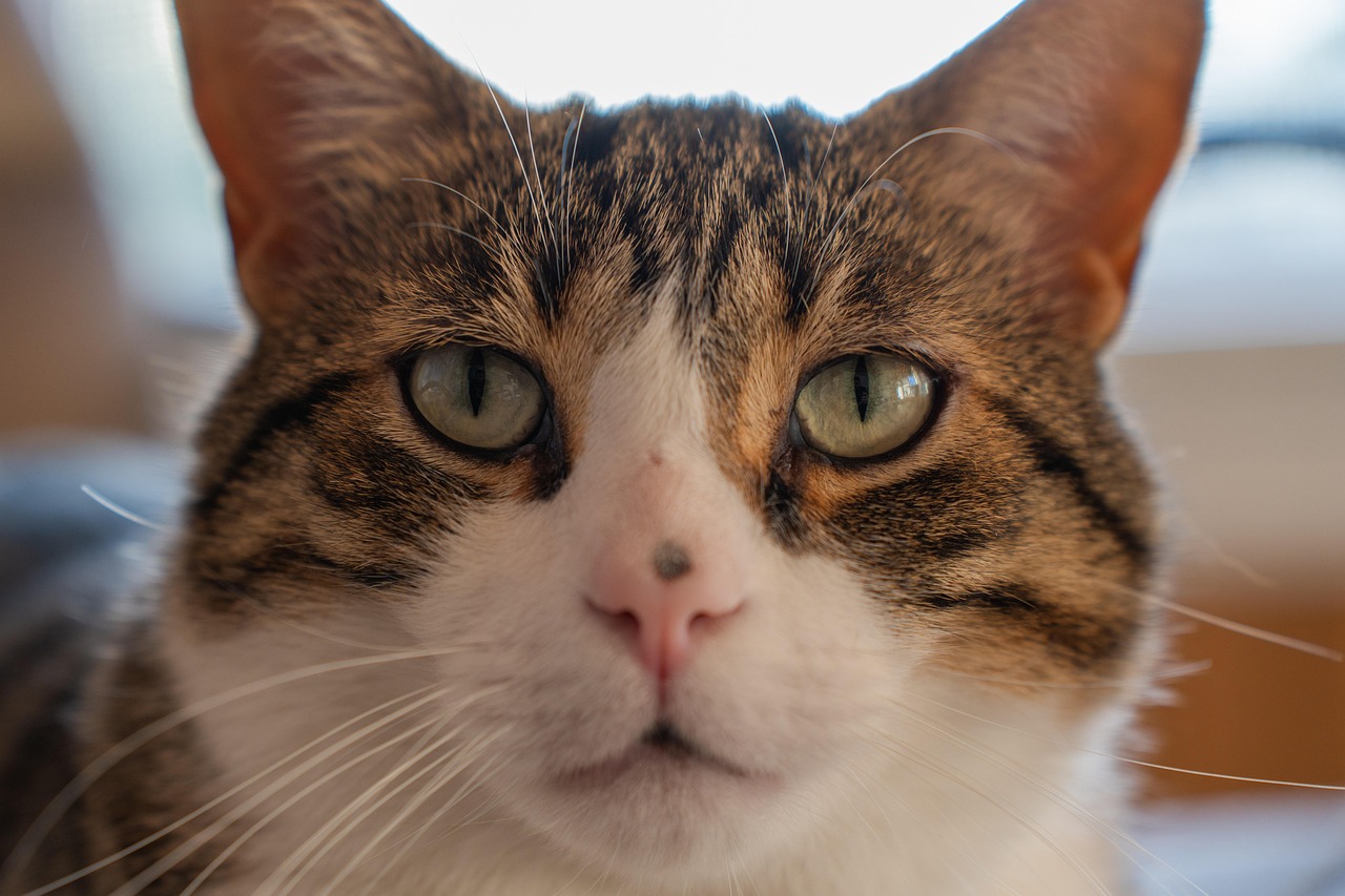 Cat Dot Eye - Free photo on Pixabay