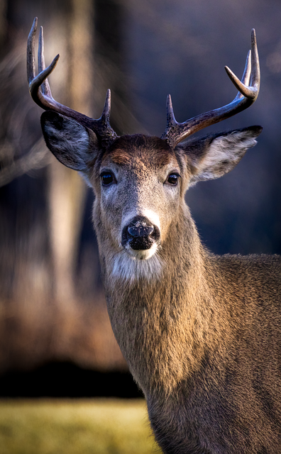 Buck Deer Wildlife - Free photo on Pixabay