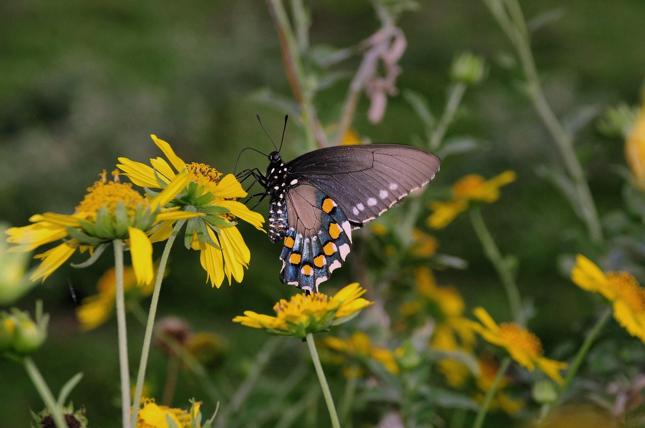 Butterfly Nature Insect - Free photo on Pixabay
