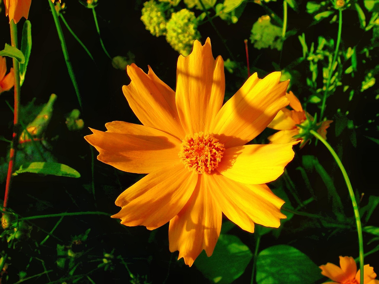 Yellow Flower Petals - Free photo on Pixabay