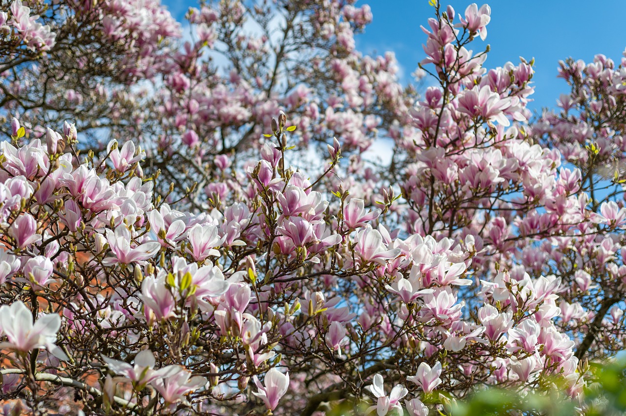 Flowers Petals Spring - Free photo on Pixabay