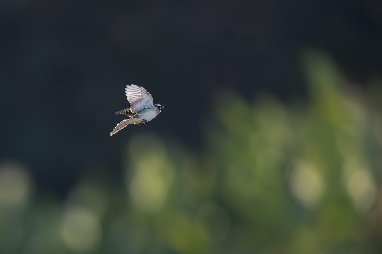 Bird Nature Wildlife - Free photo on Pixabay
