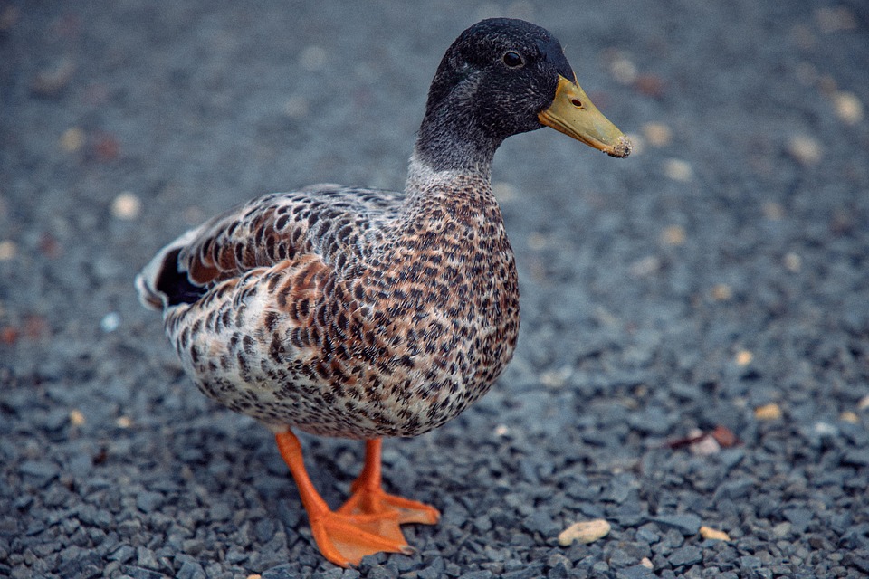Duck Bird Lake - Free photo on Pixabay