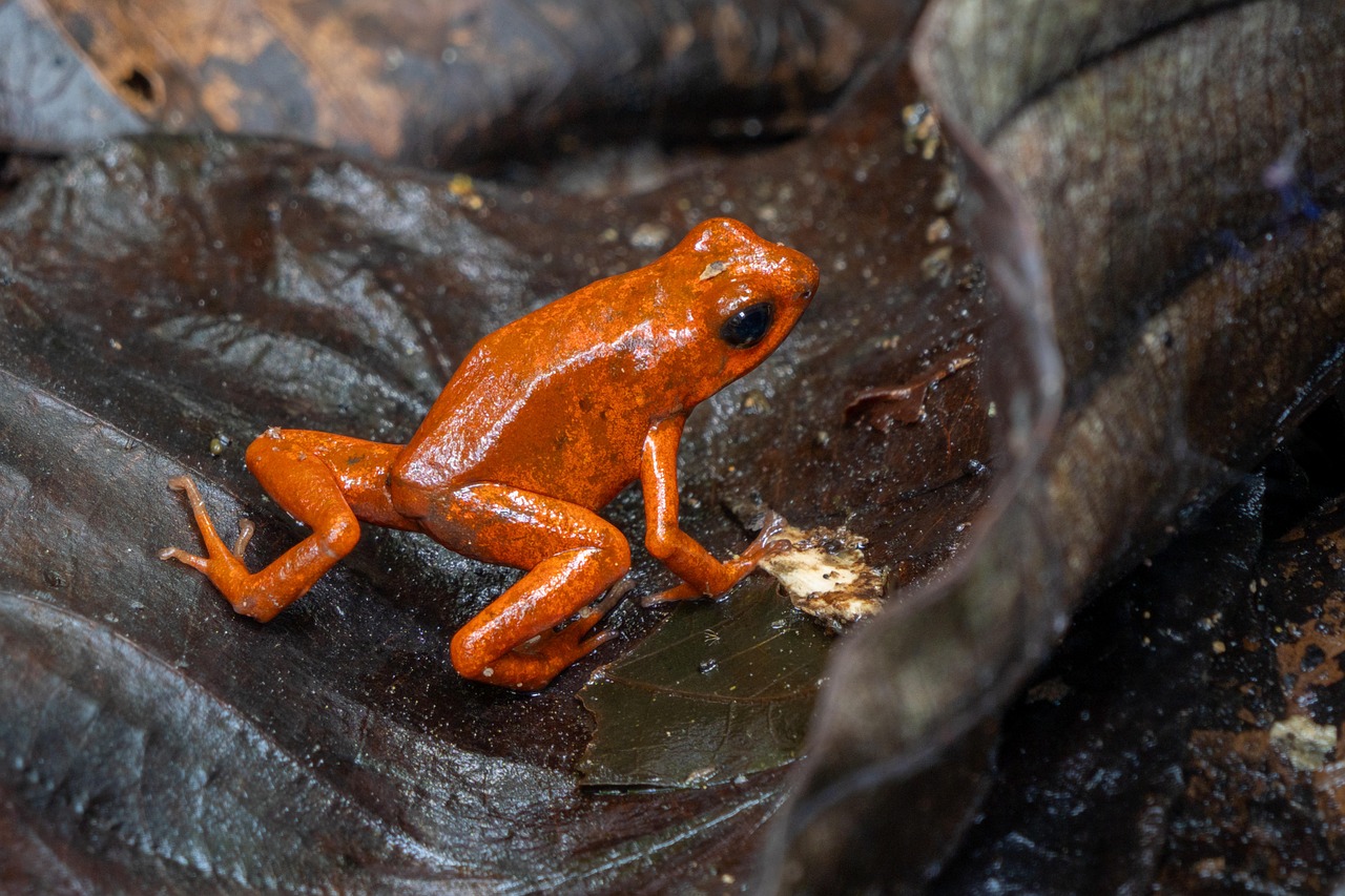 Poison Dart Frog Animal - Free photo on Pixabay