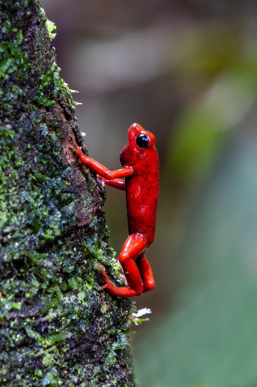 Poison Dart Frog Animal - Free photo on Pixabay