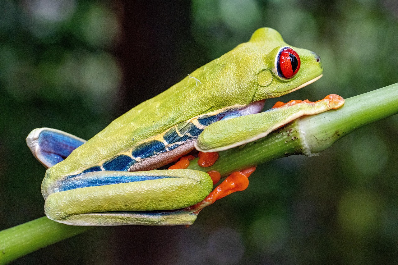 Frog Tree Animal Red-Eyed - Free photo on Pixabay