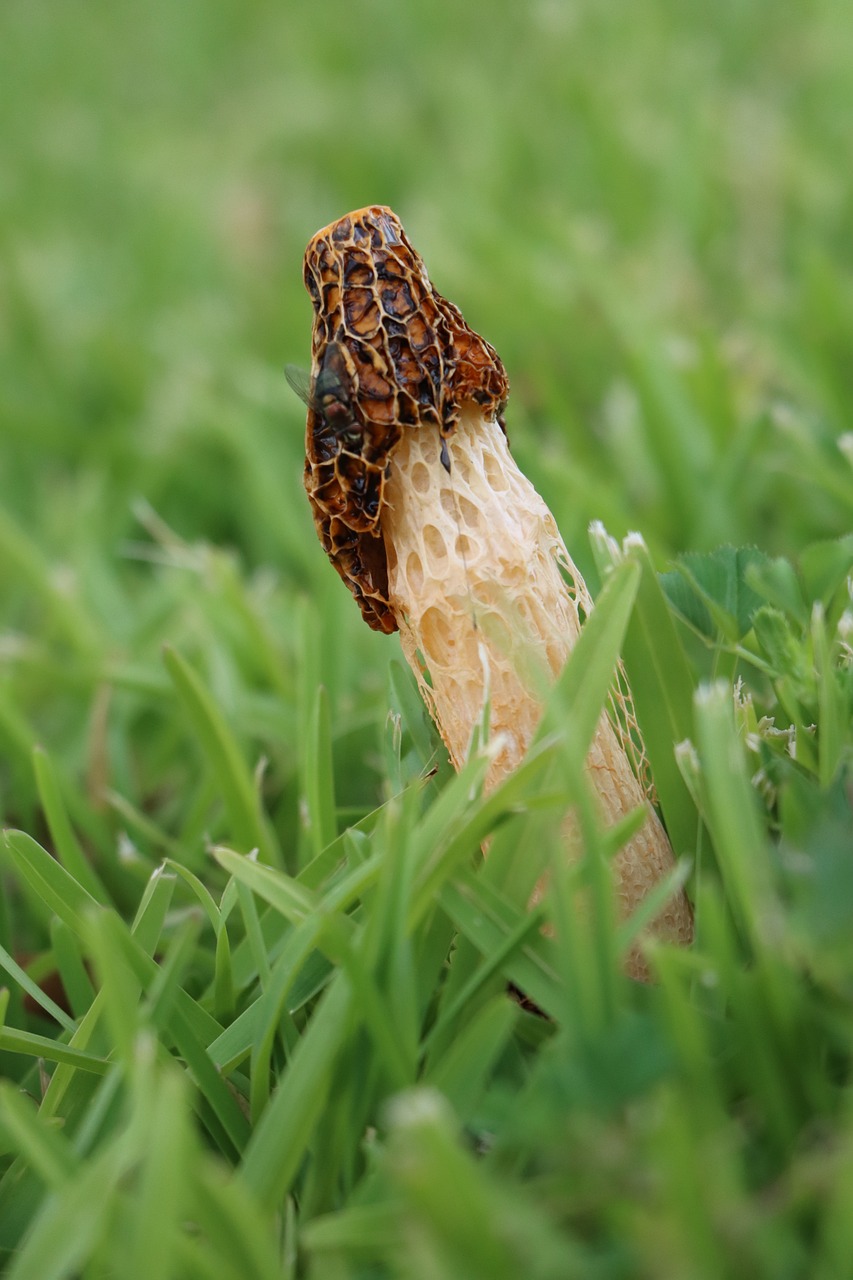 Fungus Stinkhorn Rotting - Free photo on Pixabay