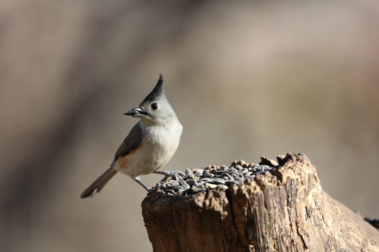 600+ Free Tufted Titmouse & Nature Images - Pixabay