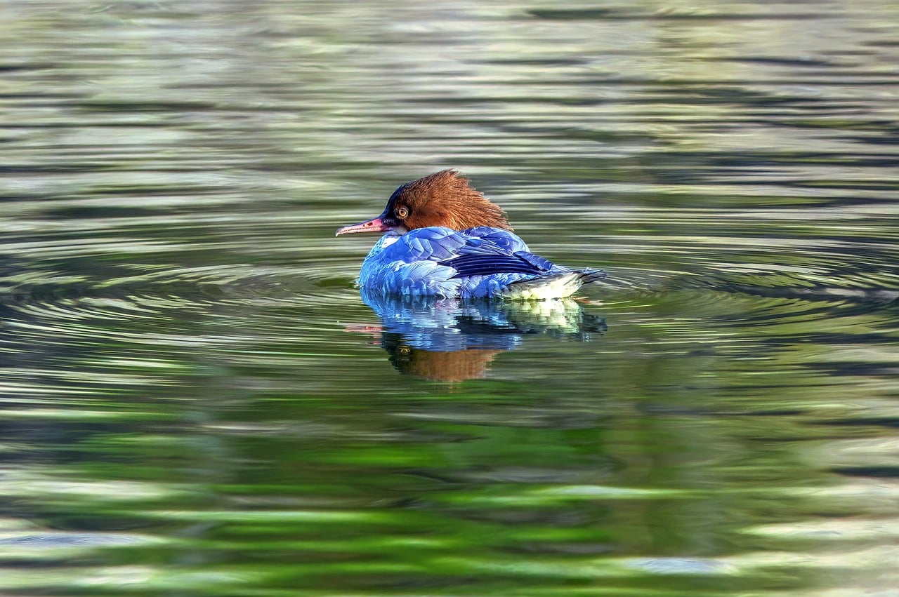 Goosander Water Bird Animal - Free photo on Pixabay