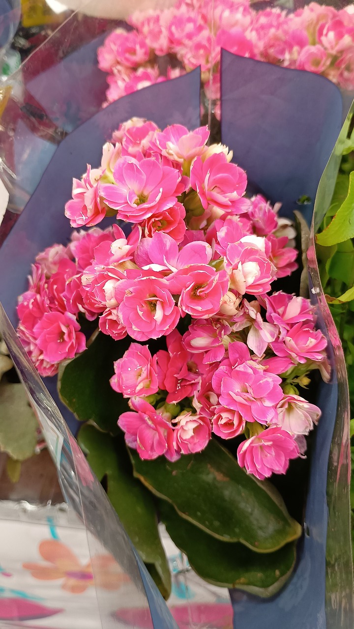 Flores Natureza Flor - Foto gratuita no Pixabay