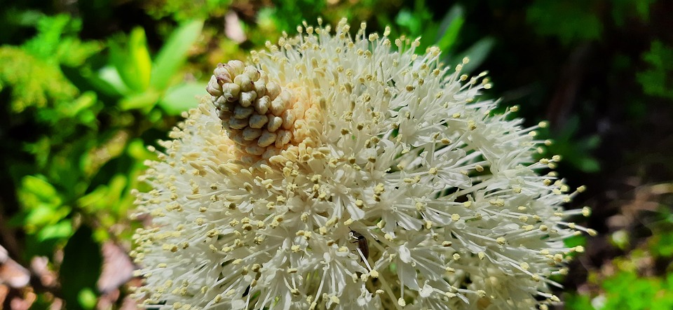 Bear Grass Alpine Nature - Free photo on Pixabay