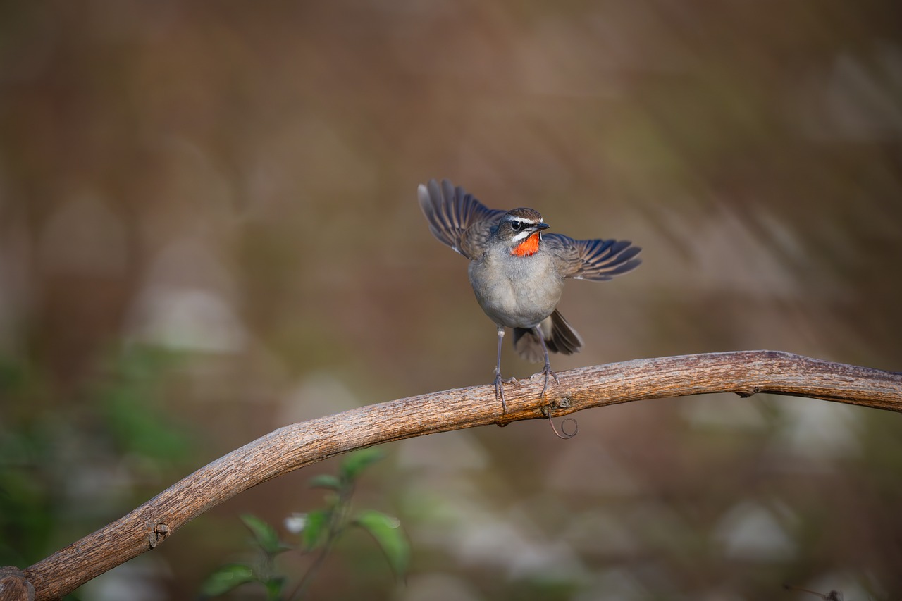 Bird Common Nightingale - Free photo on Pixabay