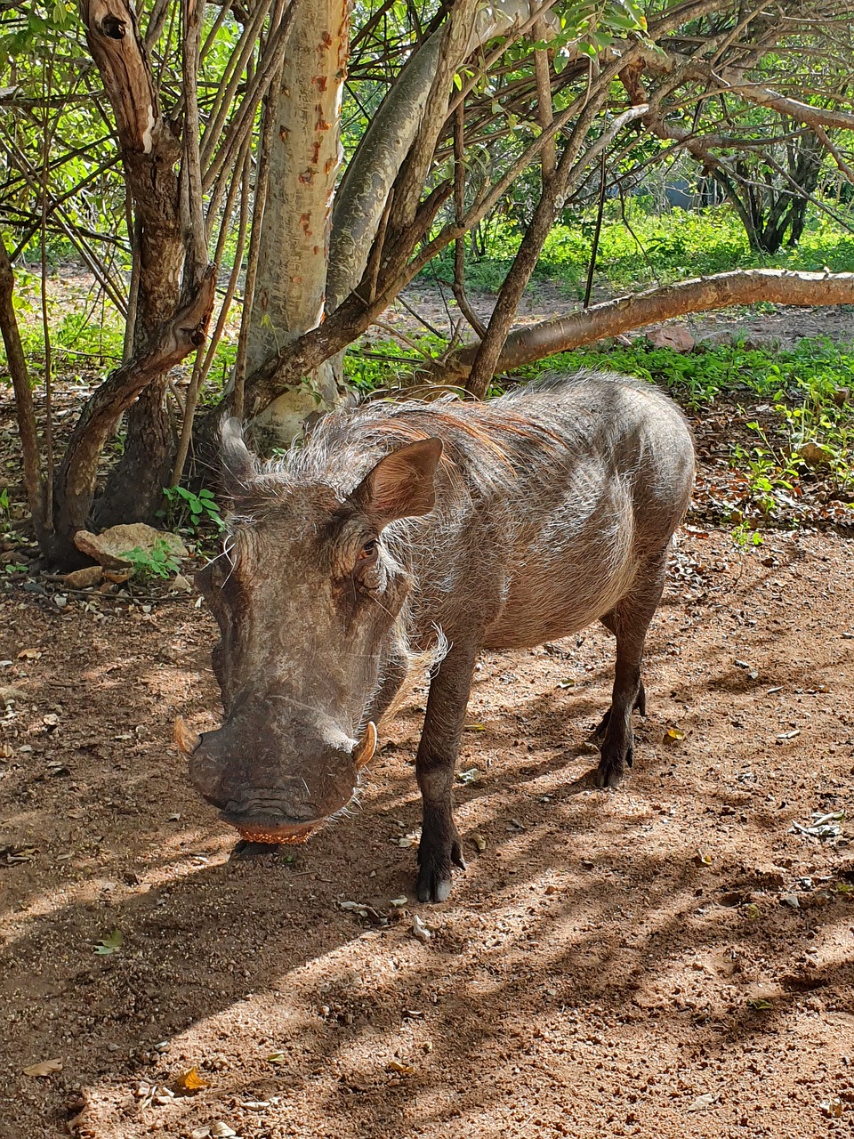 Warzenschwein Schwein Tier - Kostenloses Foto auf Pixabay