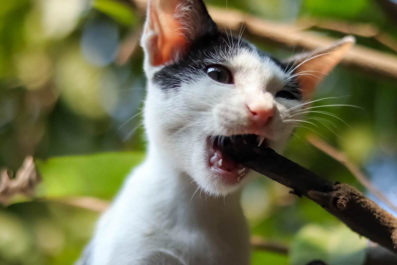 Vídeo De Gato Bravo Vídeos - Foto gratuita no Pixabay