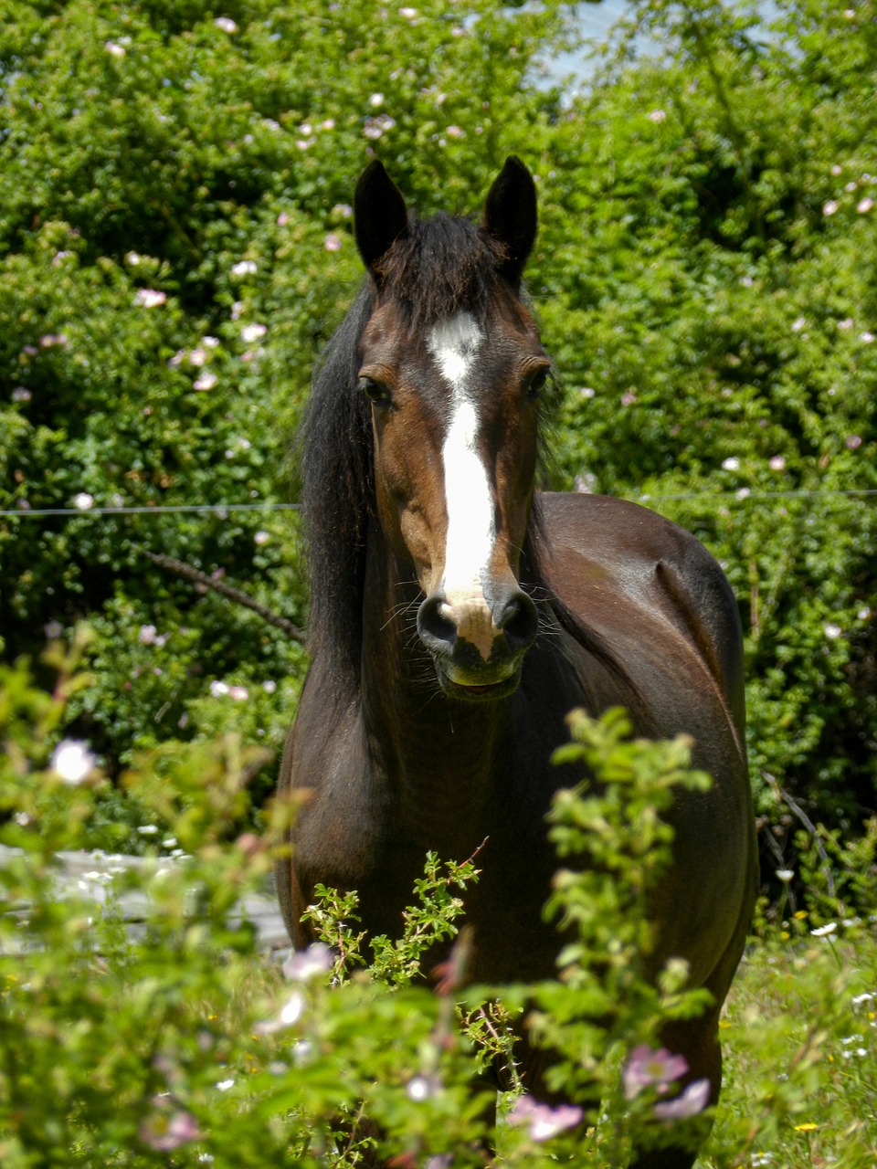 Animal Horse Mammal - Free photo on Pixabay