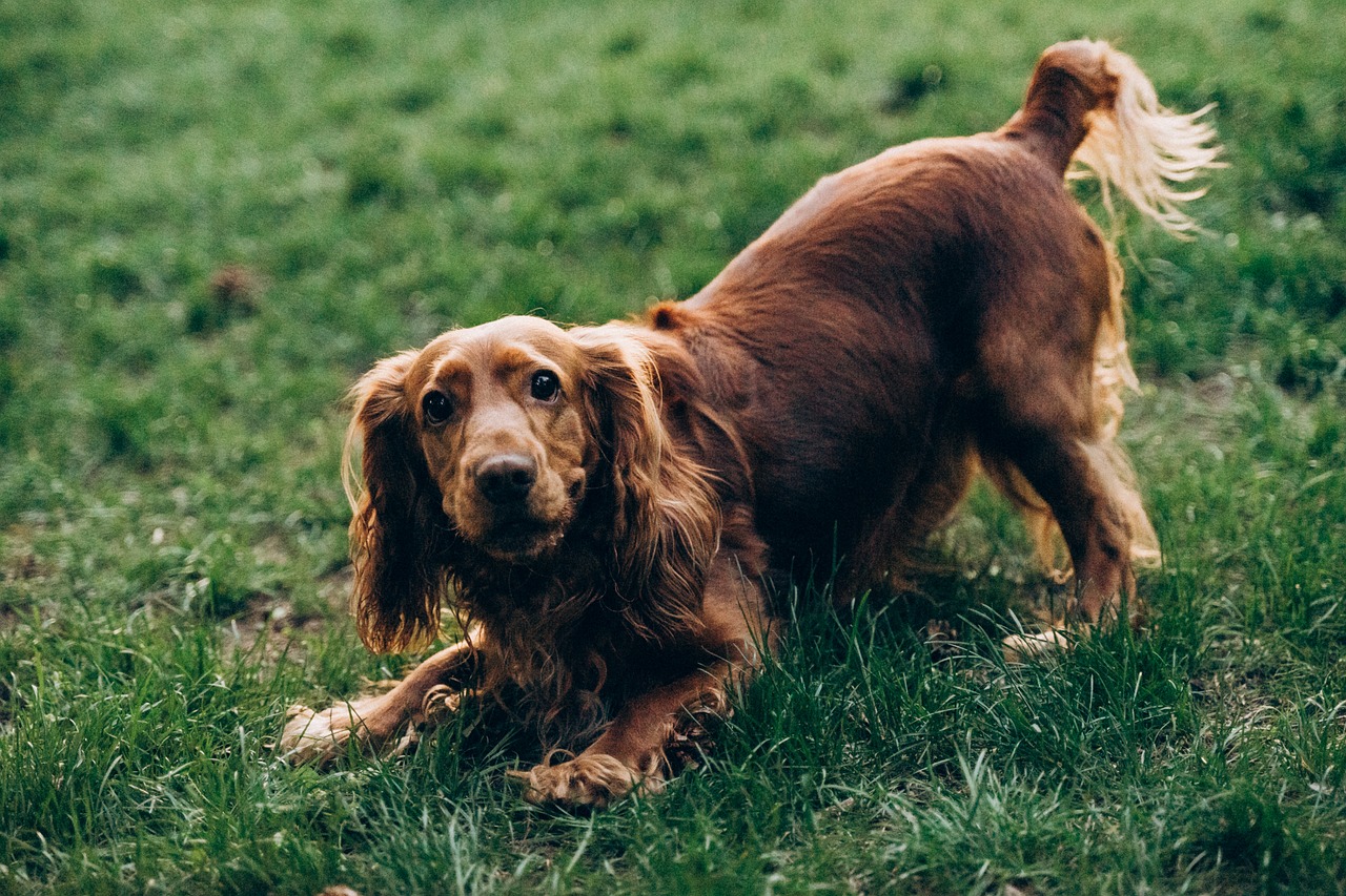 Animal Dog Pet - Free photo on Pixabay