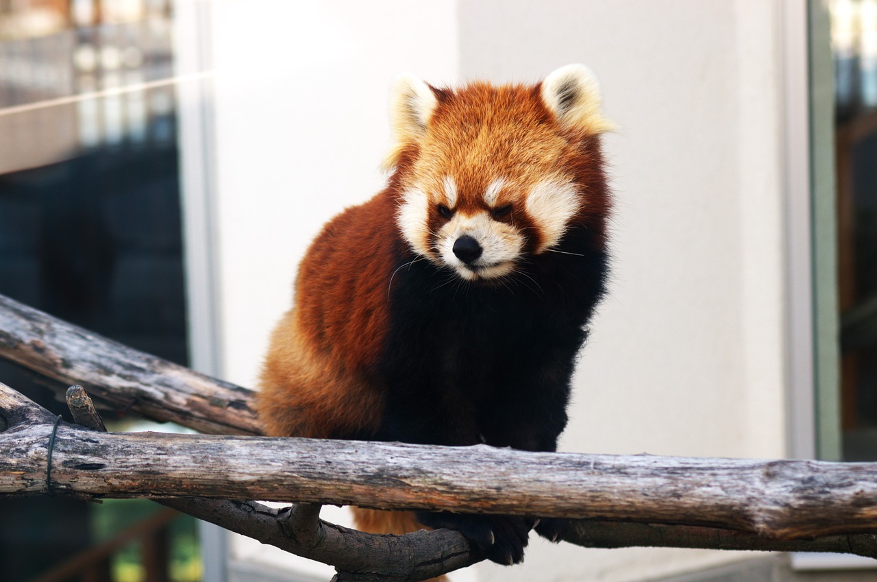 Red Panda Animal Mammal - Free photo on Pixabay