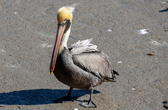 Brown Pelican Nature Wildlife - Free photo on Pixabay