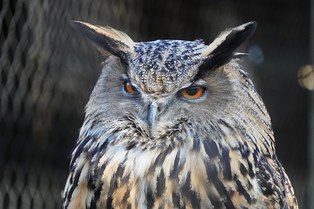 Owl Bird Nature - Free photo on Pixabay