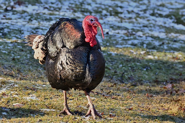 Turkey Bird Animal - Free photo on Pixabay