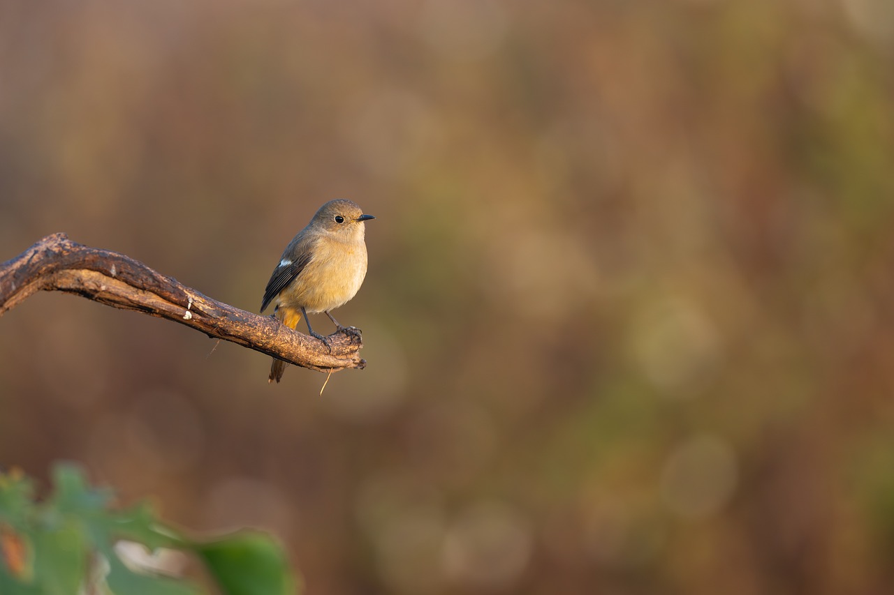 Redstart Bird Animal - Free photo on Pixabay