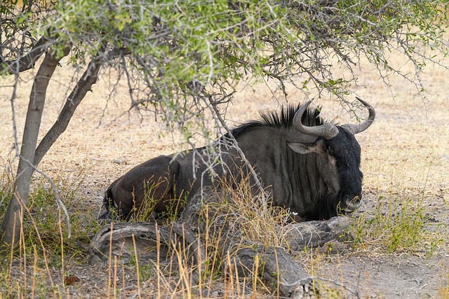Gnu Buffalo Animal - Free photo on Pixabay