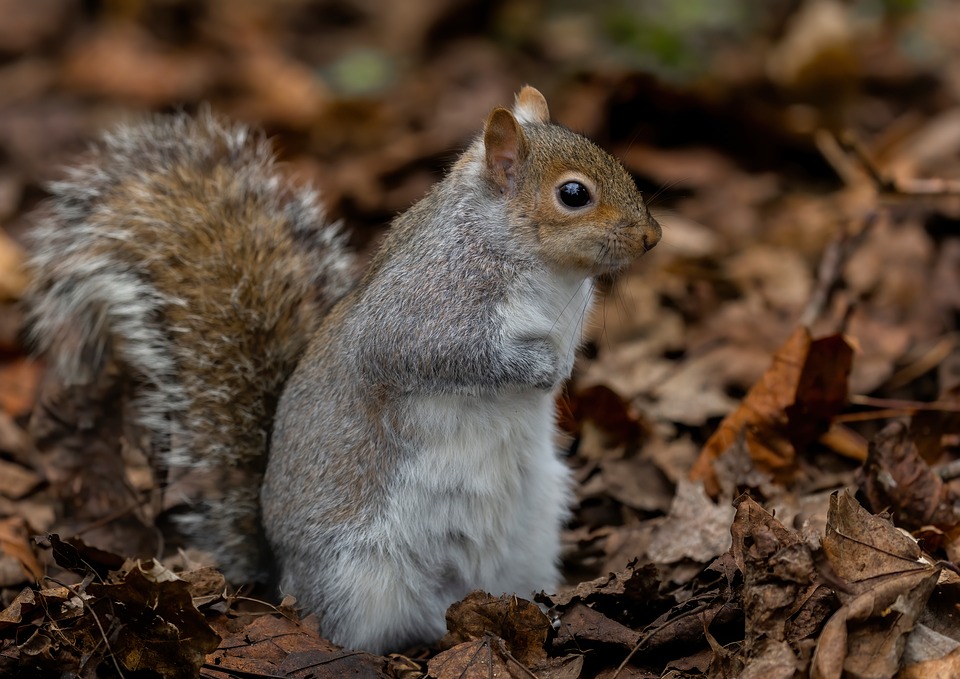 Squirrel Rodent Animal - Free photo on Pixabay