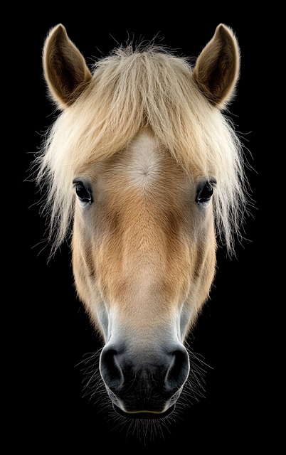 Cheval Visage Animal - Image gratuite sur Pixabay