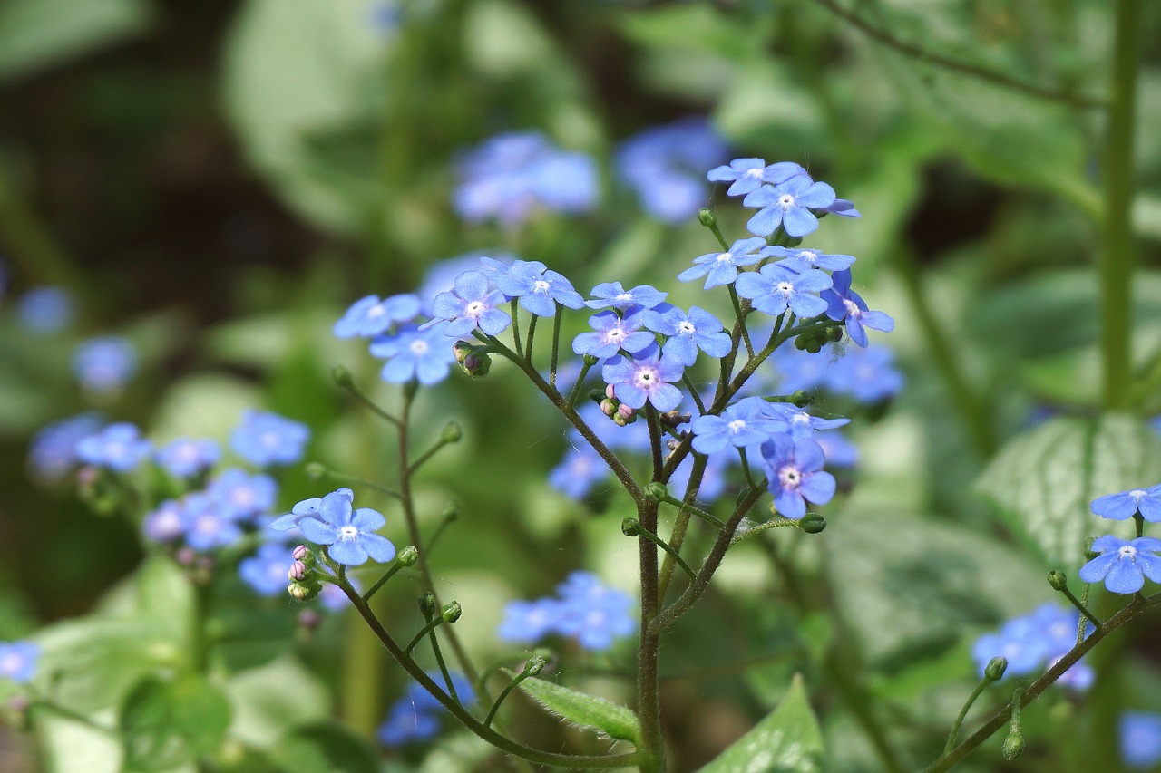 Flowers Plants Forget-Me-Nots Do - Free photo on Pixabay